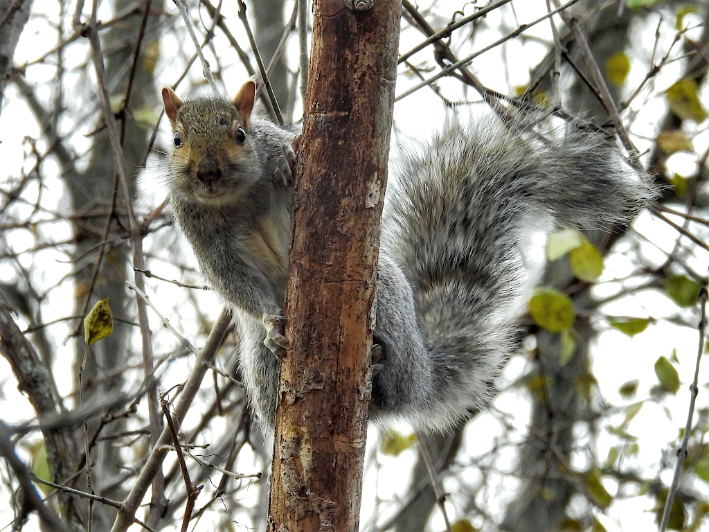 Grey squirrels | Jonathan Bloy