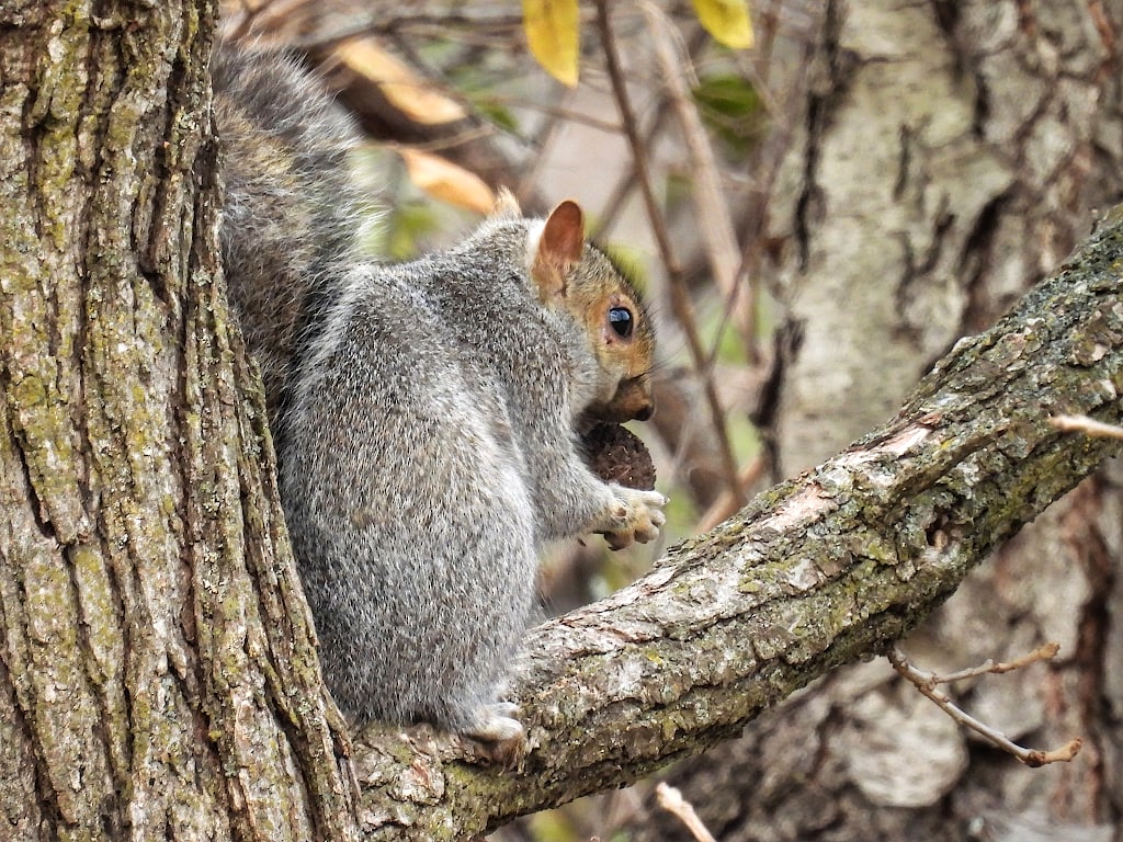 Grey squirrels | Jonathan Bloy