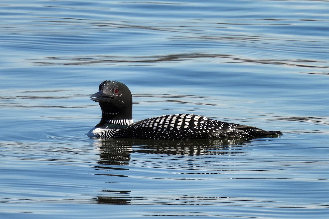 Loons on Monona Bay | Jonathan Bloy