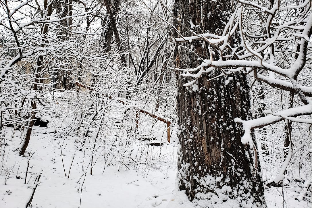 After the spring snowstorm | Jonathan Bloy