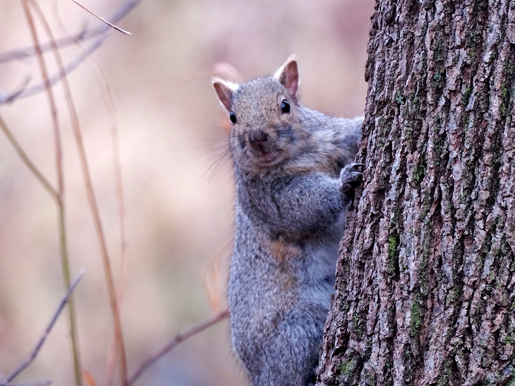 Squirrelly | Jonathan Bloy