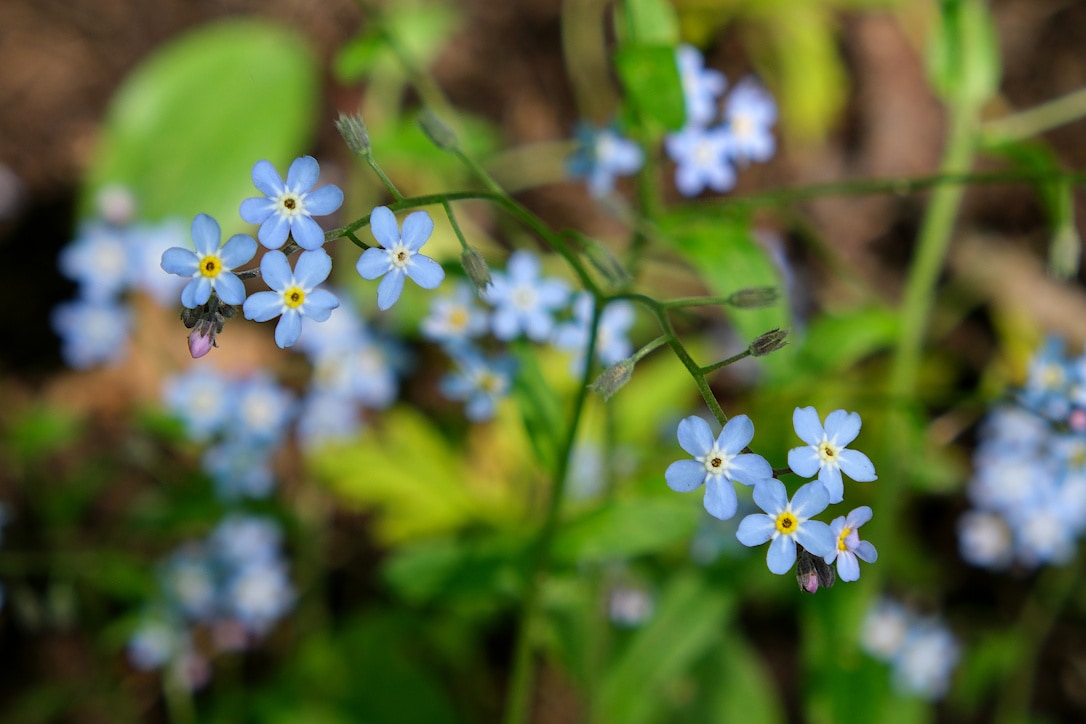 Trailside forget-me-nots | Jonathan Bloy